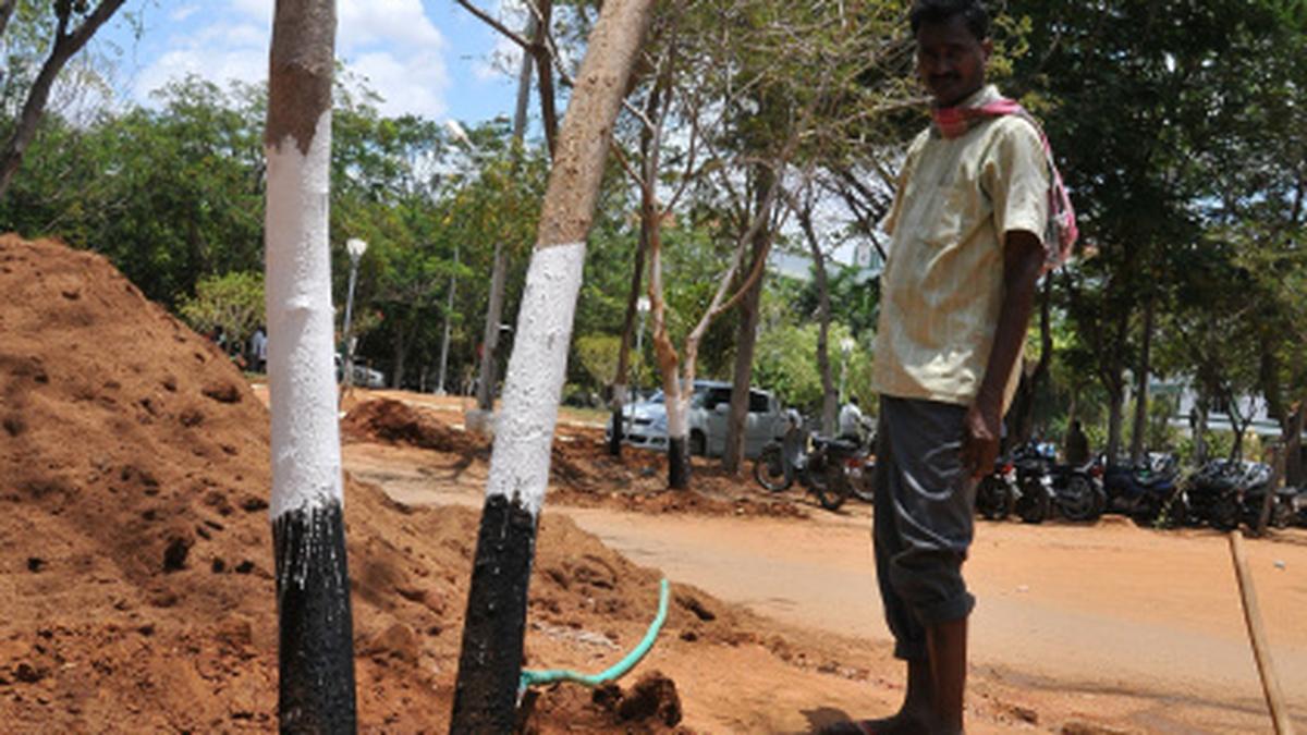Steps under way to save trees on Madurai court campus - The Hindu