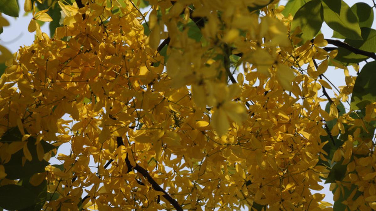 Festive thoughts - The Hindu