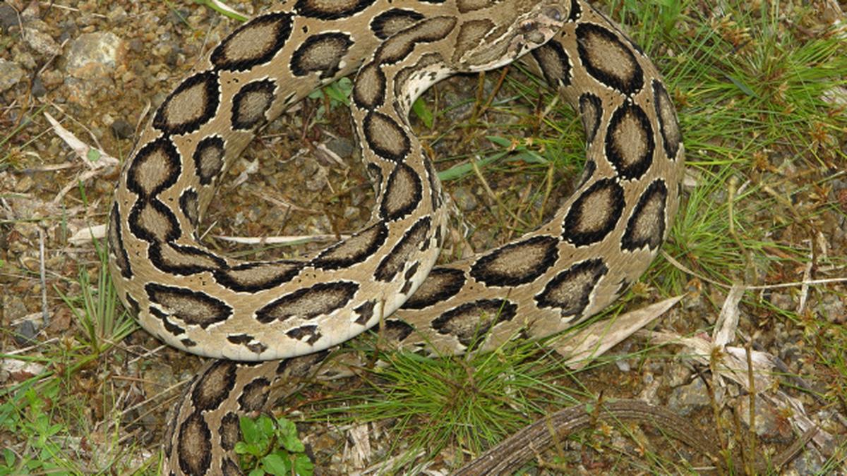 Why are some snakes venomous? - The Hindu