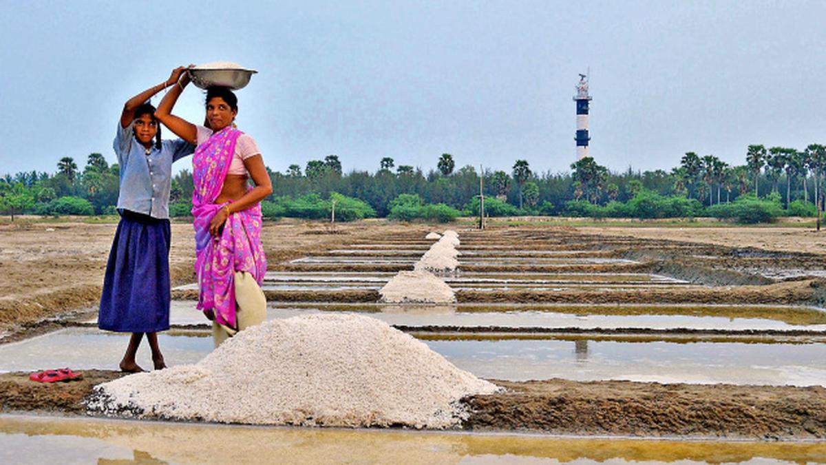 More heat brings cheer to salt farmers - The Hindu