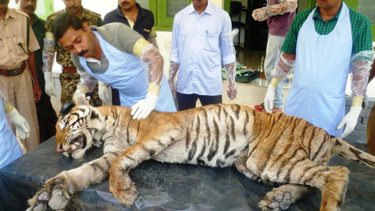 Tigress found dead in coffee plantation in Wayanad - The Hindu