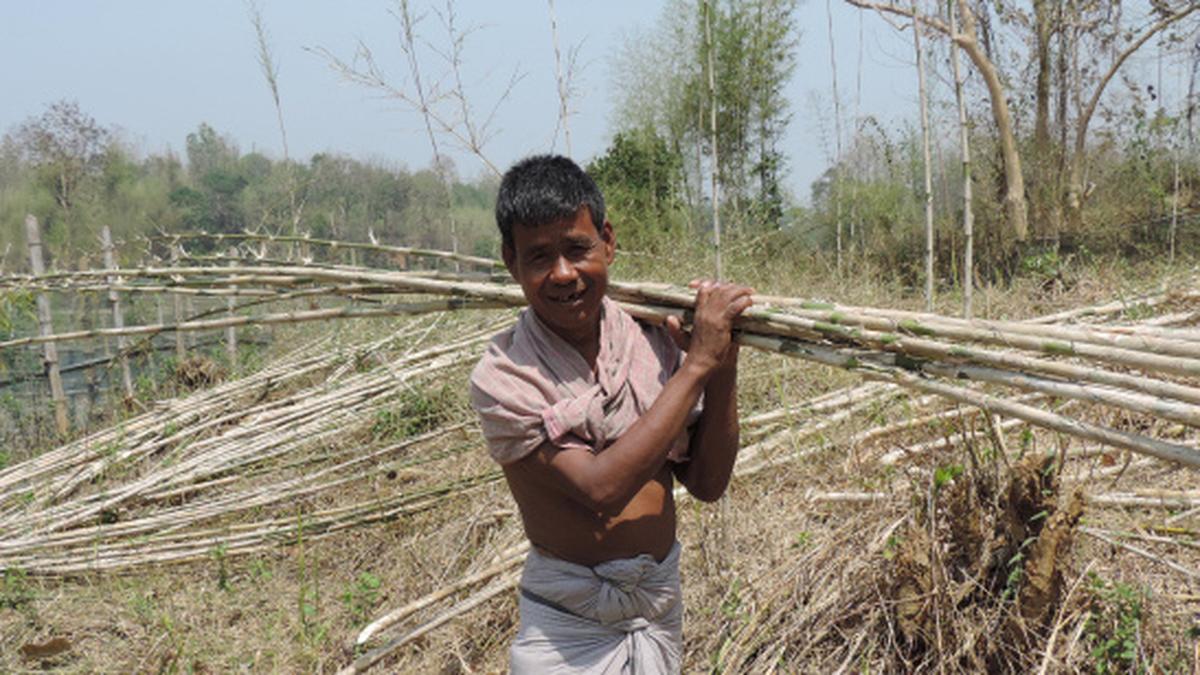 Kanak-kaich bamboo cultivation helps small farmers - The Hindu
