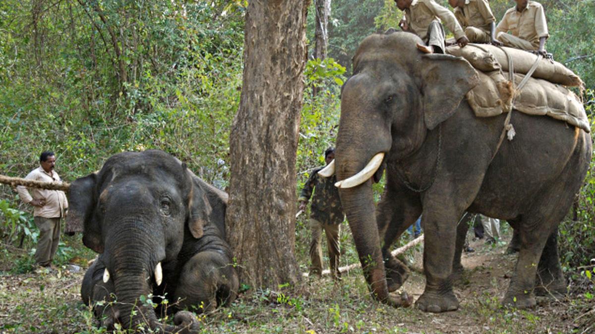 Operation to capture 12 elephants to begin on May 4 - The Hindu
