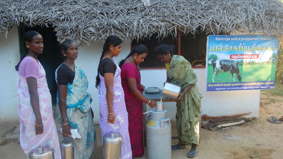 Women’s group ensures payments in dairy farming - The Hindu