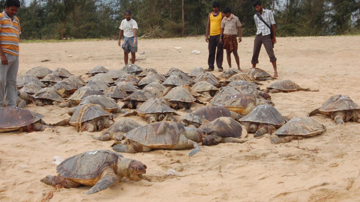 800 turtles dead in Nellore - The Hindu