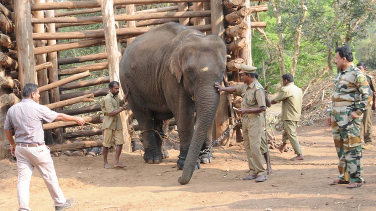Captured elephants get round-the-clock attention - The Hindu