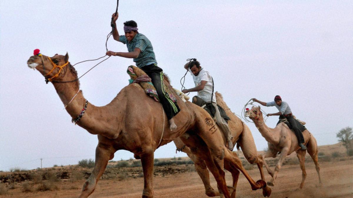 Camel racing–based electronic awareness game launched in UAE - The Hindu