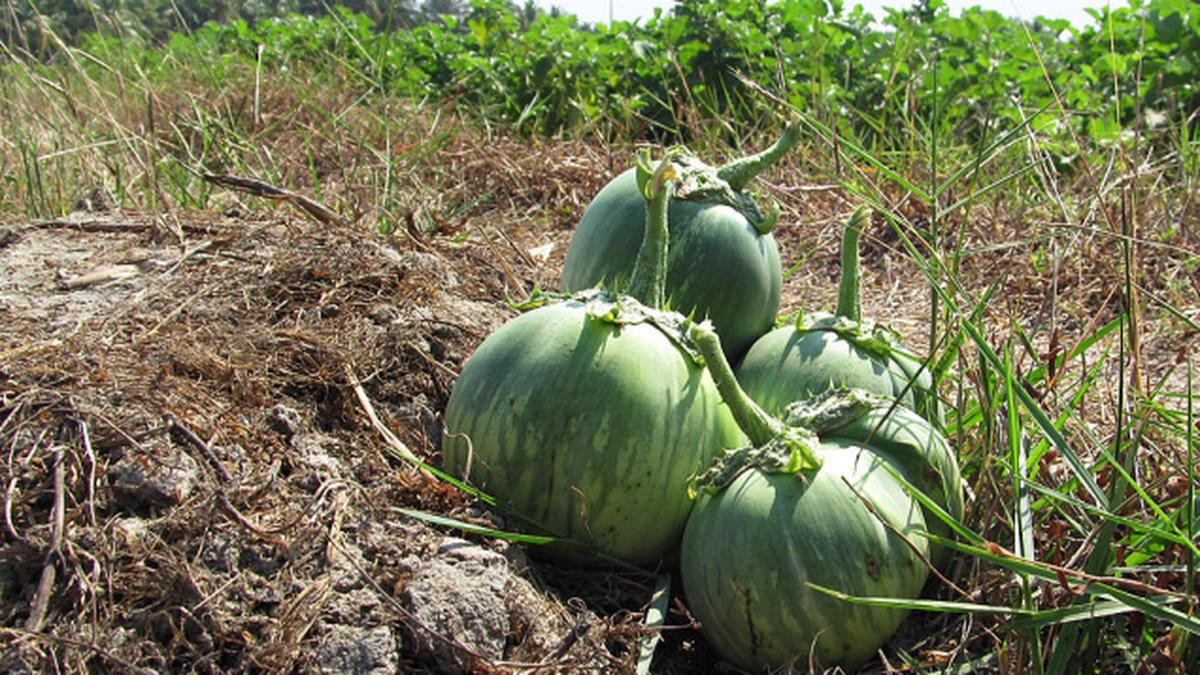 ‘Mattu gulla’ can be grafted on to inferior varieties of brinjal - The ...