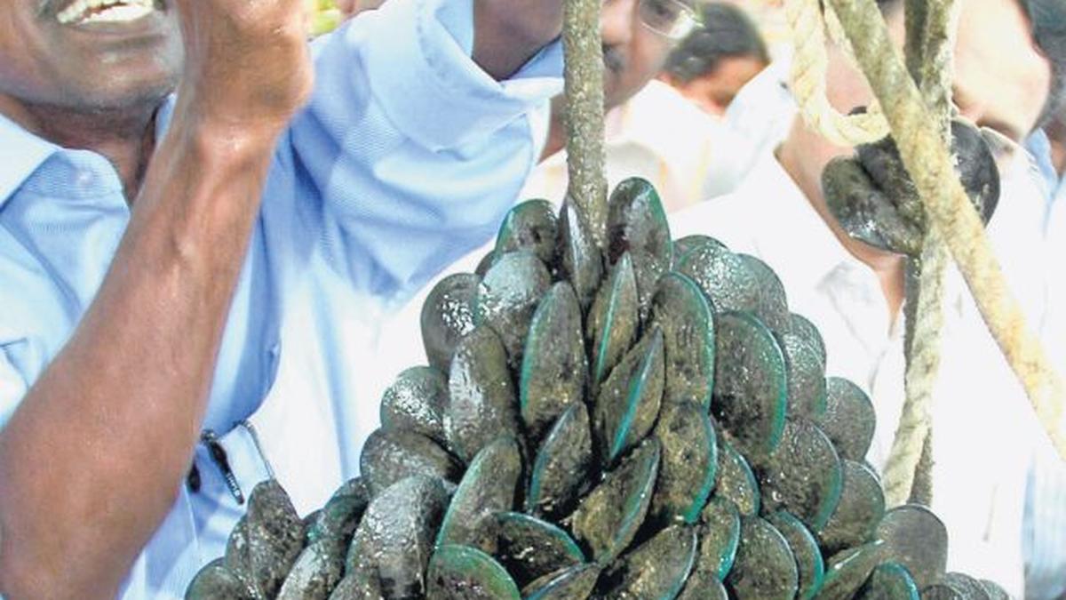 Food festival to be part of meet on shellfishes - The Hindu