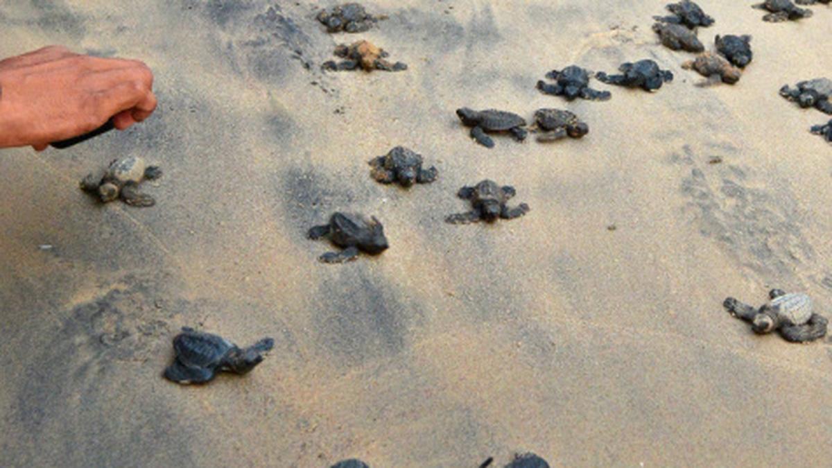 174 Olive Ridley hatchlings released into sea - The Hindu