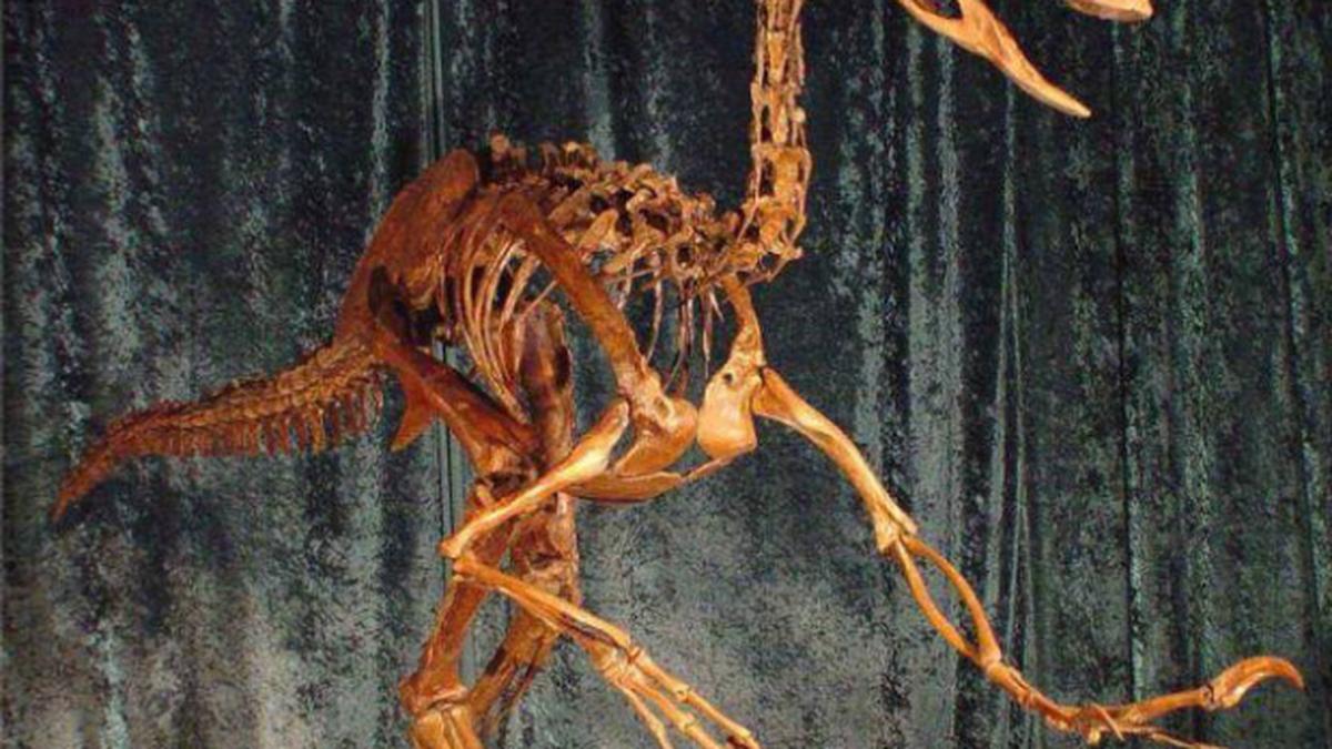 Weird ‘chicken from hell’ dinosaur discovered - The Hindu