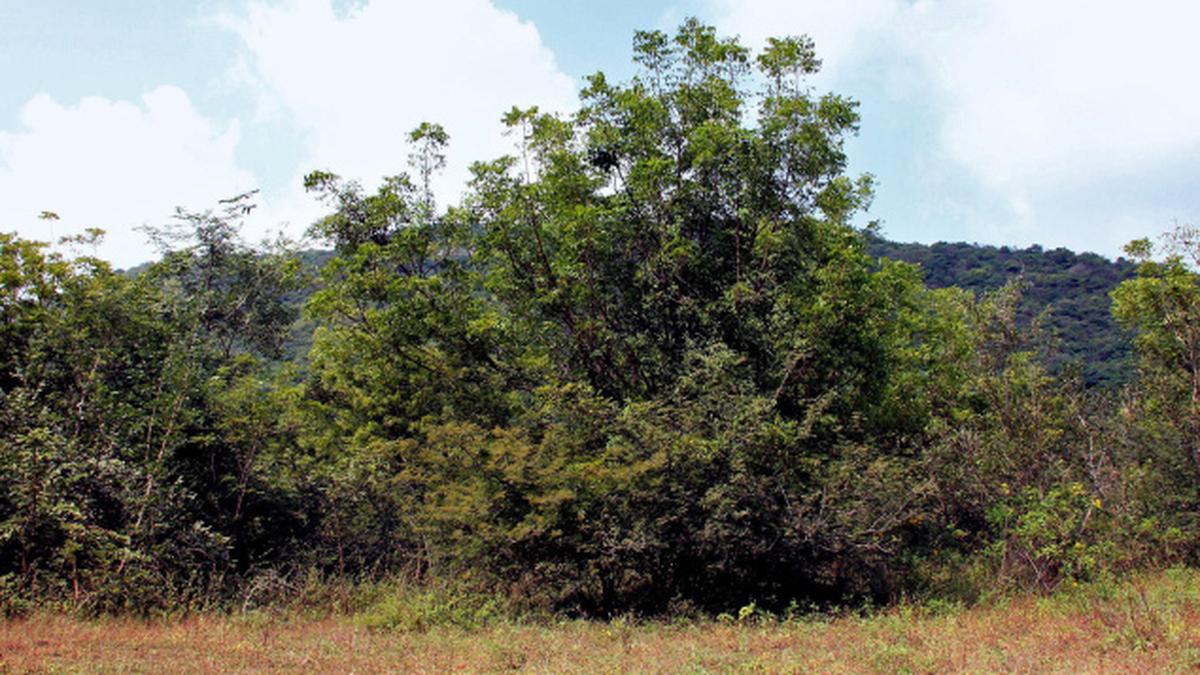 Mangalagiri the capital for Seemandhra? - The Hindu