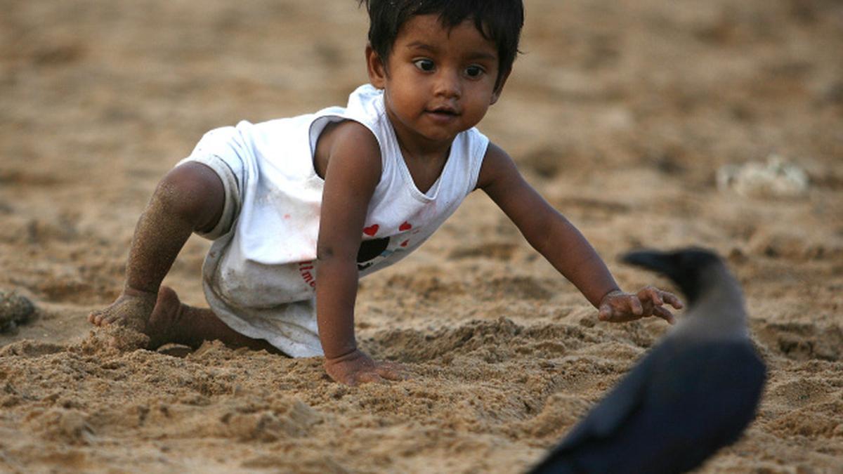 Crows are as clever as a seven year old! - The Hindu