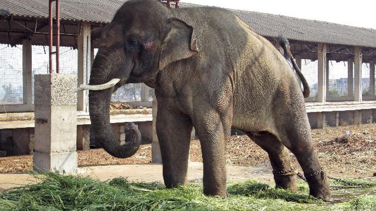 PETA wins battle for release of captive elephant Sundar - The Hindu