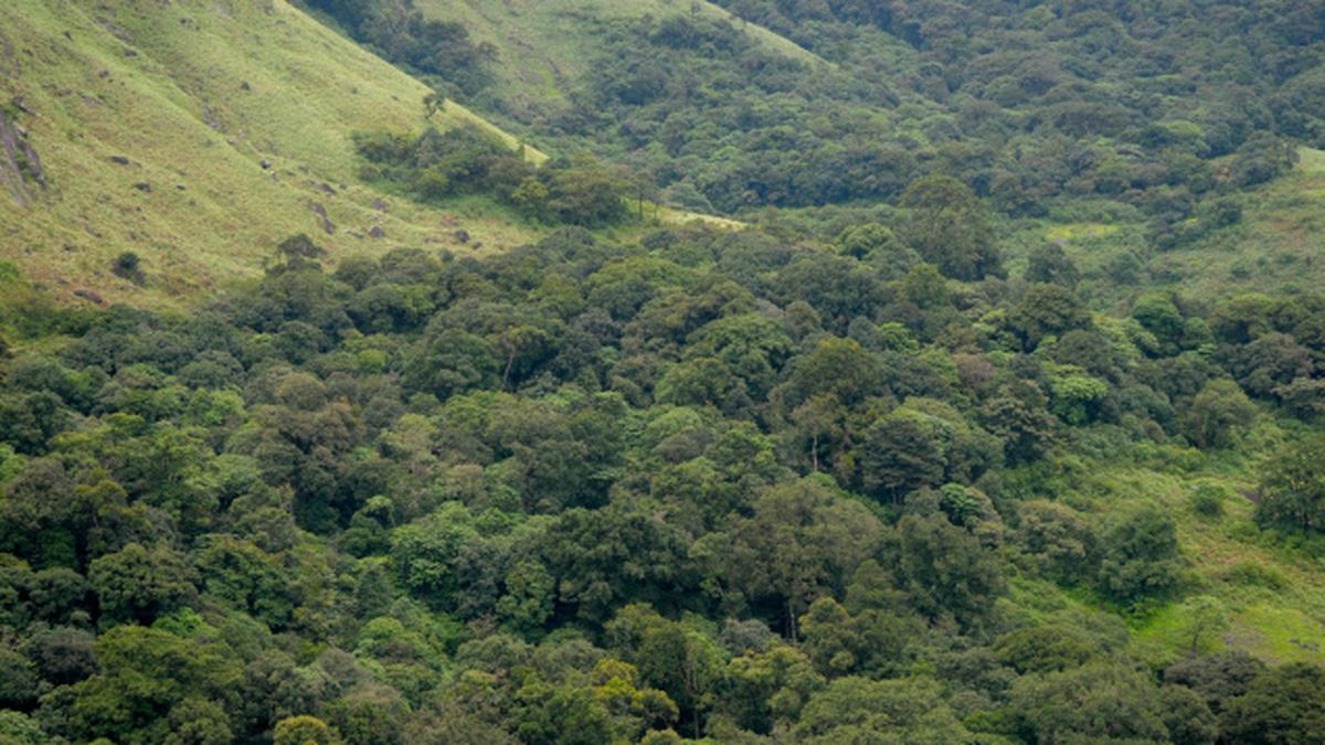 Forest Dept to focus on shola forests regeneration - The Hindu