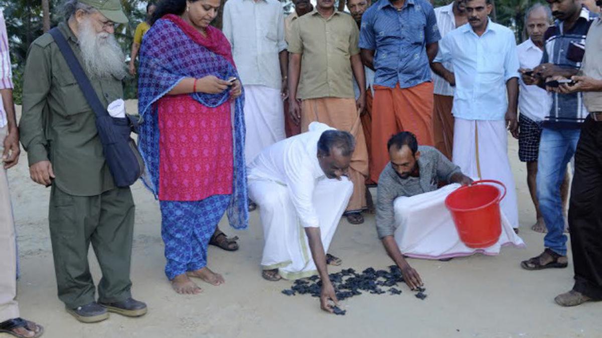 Kolavi remains safe haven for Olive Ridley turtles - The Hindu