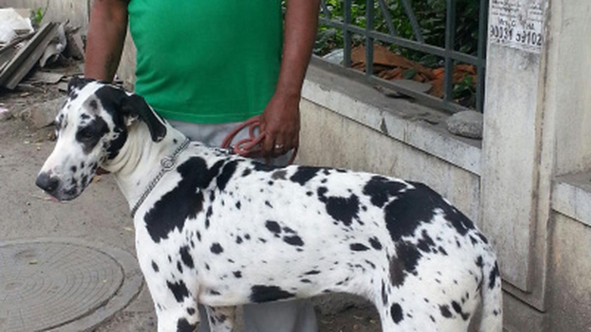 I am… D. Komagan - Dog Trainer - The Hindu