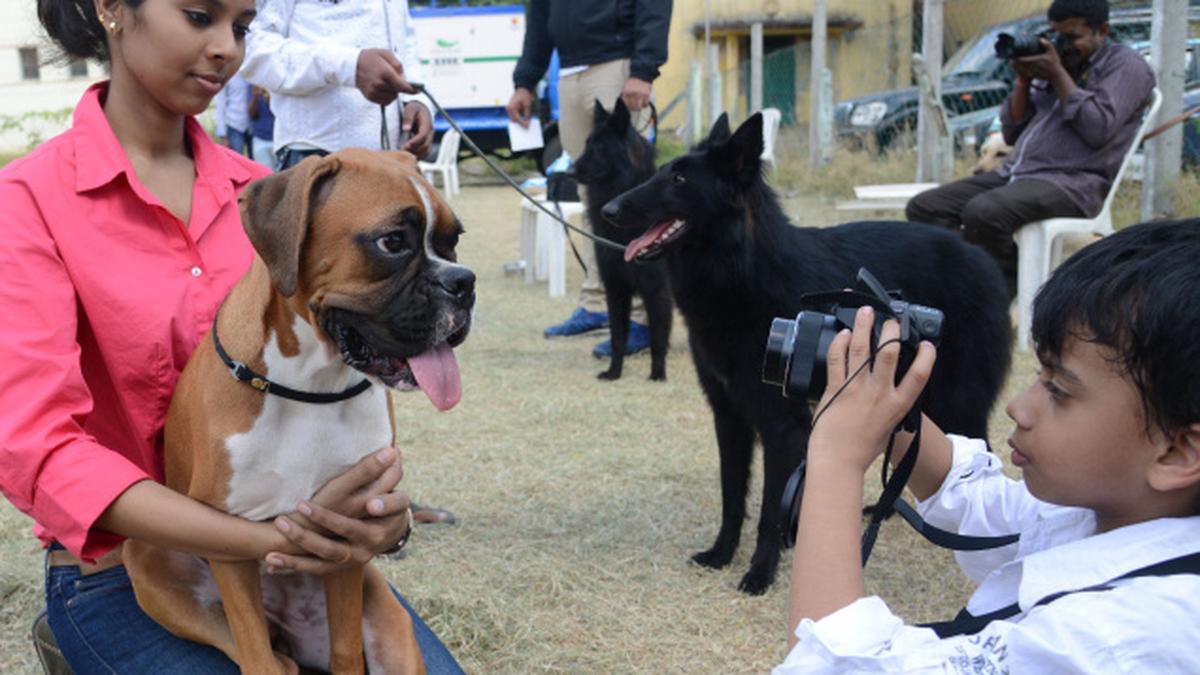 Dogs do their humans proud at show - The Hindu