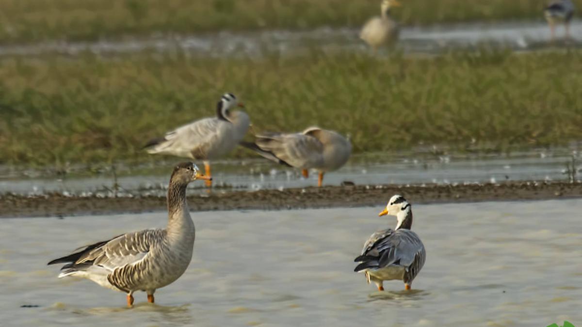 On a goose march - The Hindu