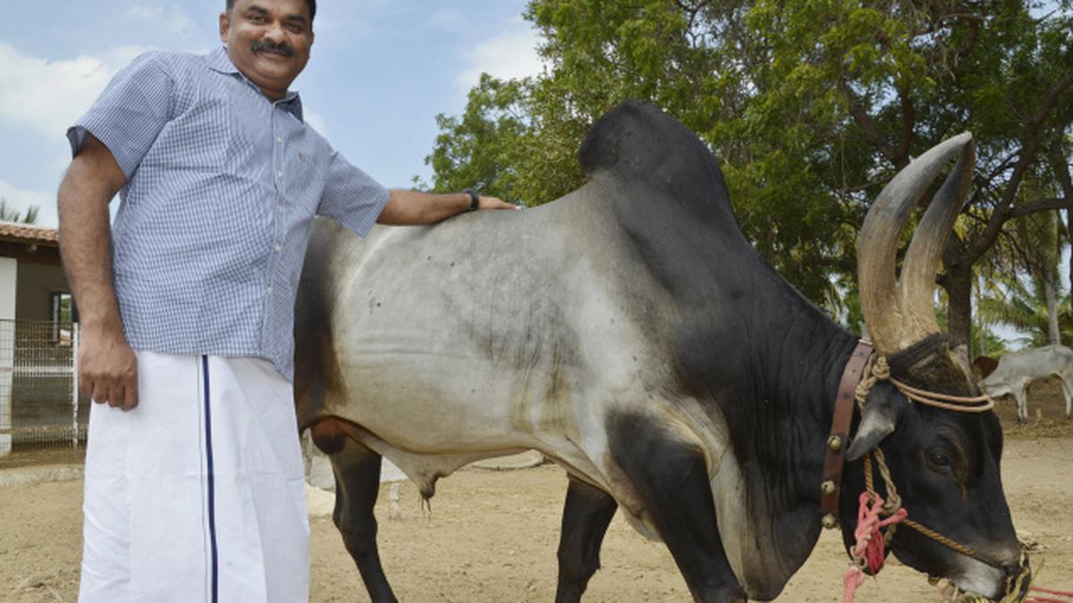 BULL Stop! - The Hindu