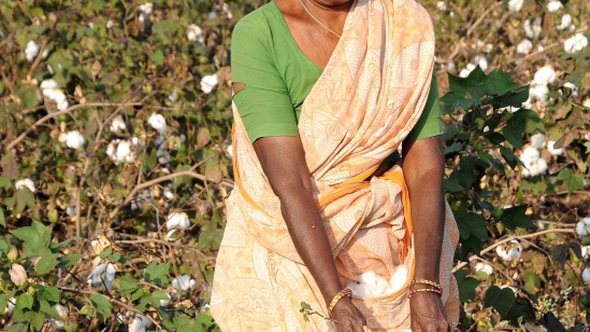 A double whammy for cotton farmers - The Hindu