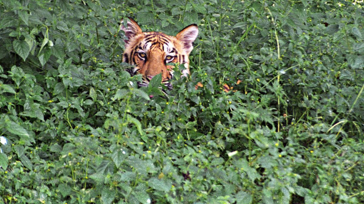 Wild cat attacks livestock in Nanjangud village - The Hindu