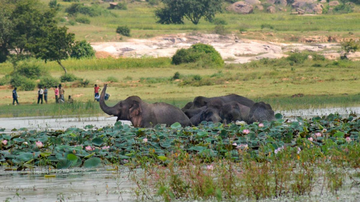 Stone quarrying, encroachment destroying elephant habitat - The Hindu