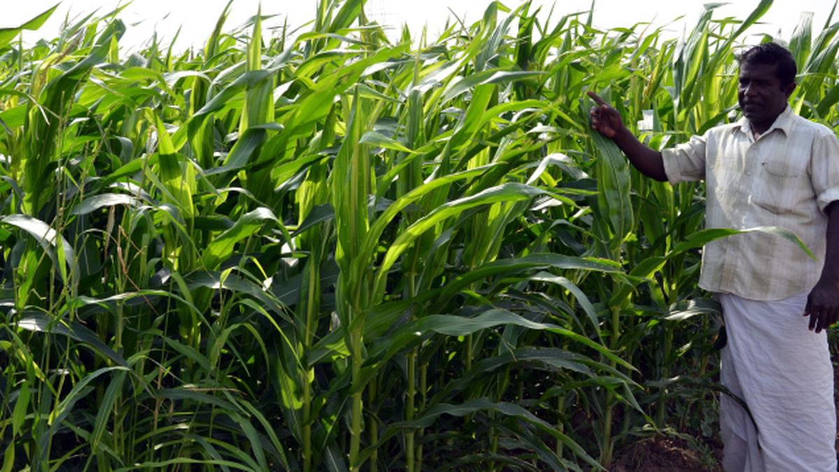 Organic baby corn yield fruitful for this farmer - The Hindu