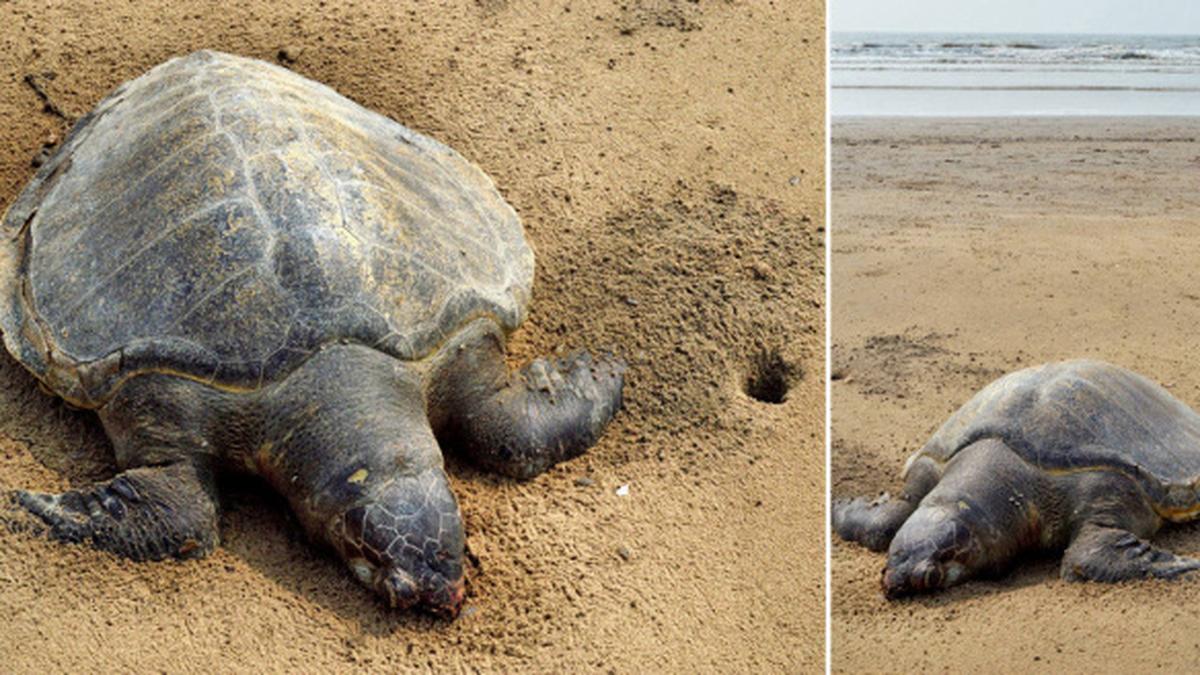 Hundreds of dead turtles washed ashore - The Hindu