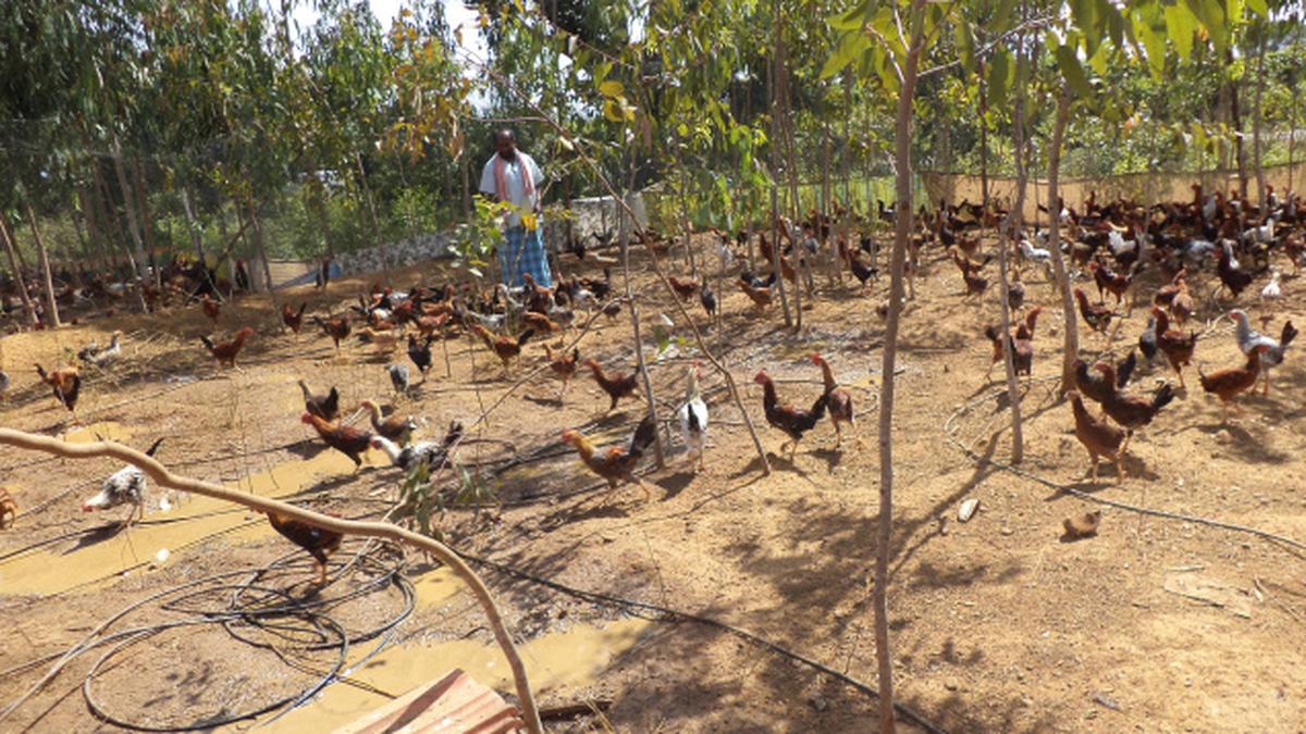 Semi-intensive system for backyard poultry fetches good dividends - The ...