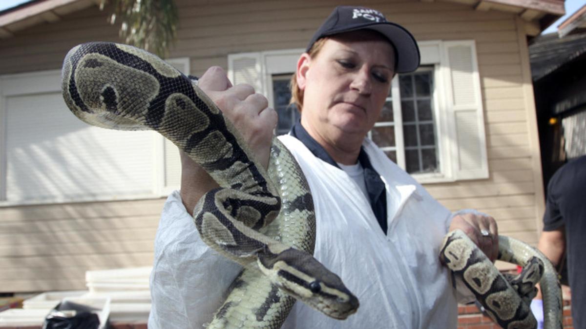 Hundreds of living, dead pythons found in California house - The Hindu