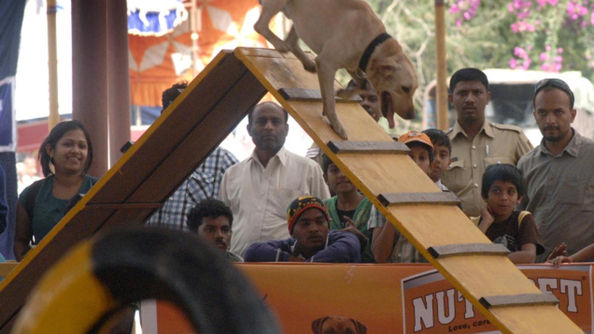 A dog show that showcases Indian breeds - The Hindu