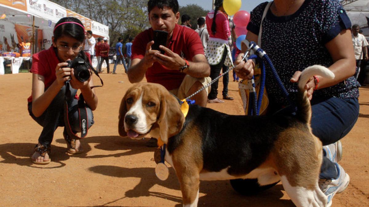 Dog show attracts 540 canines - The Hindu