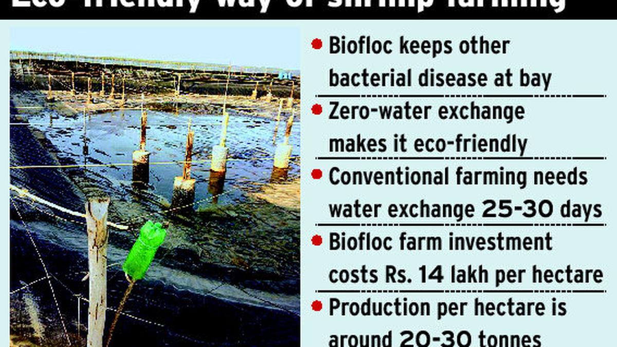 Eco-friendly shrimp farming with ‘biofloc’ - The Hindu