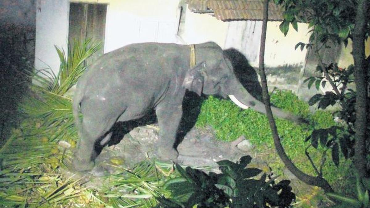 Only 1 licensed vet in Kochi to dart rampaging animals - The Hindu