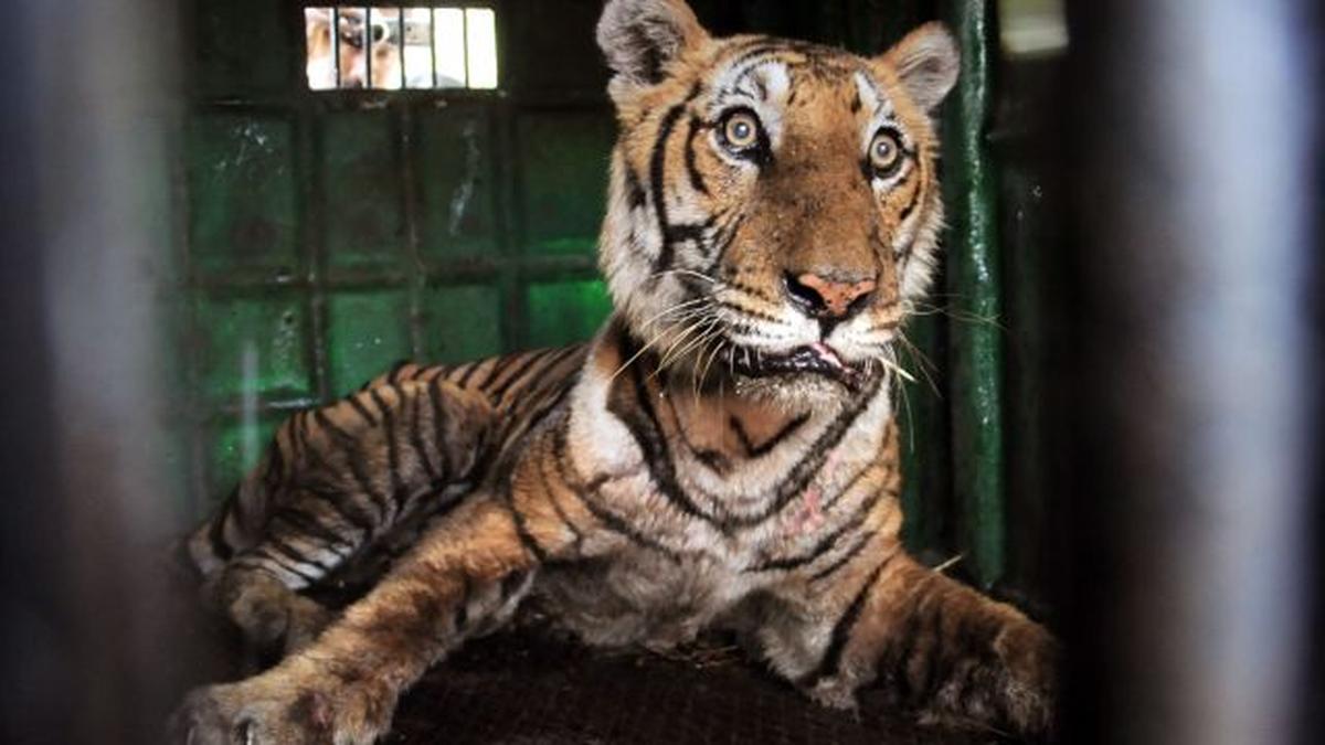 Tiger trapped in Bandipur to be used for breeding: Zoo official - The Hindu