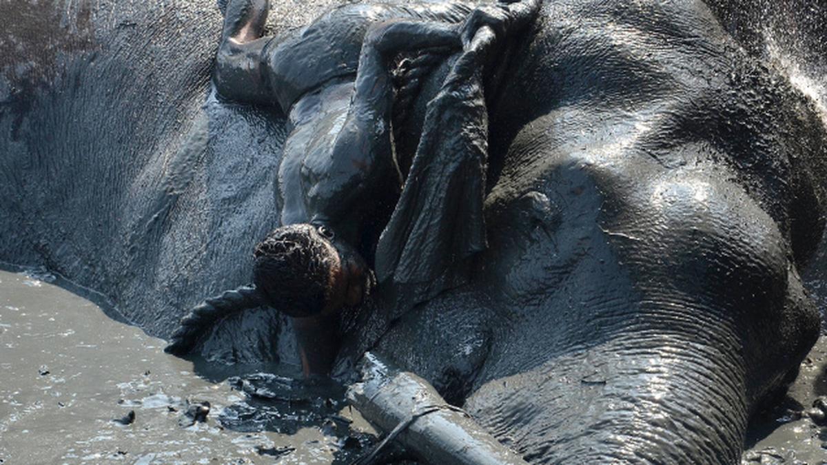 Elephant fails to survive after 10-hour-long rescue mission - The Hindu