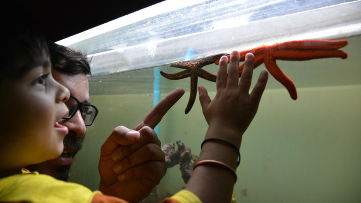 Nehru Zoo gets new fish varieties - The Hindu