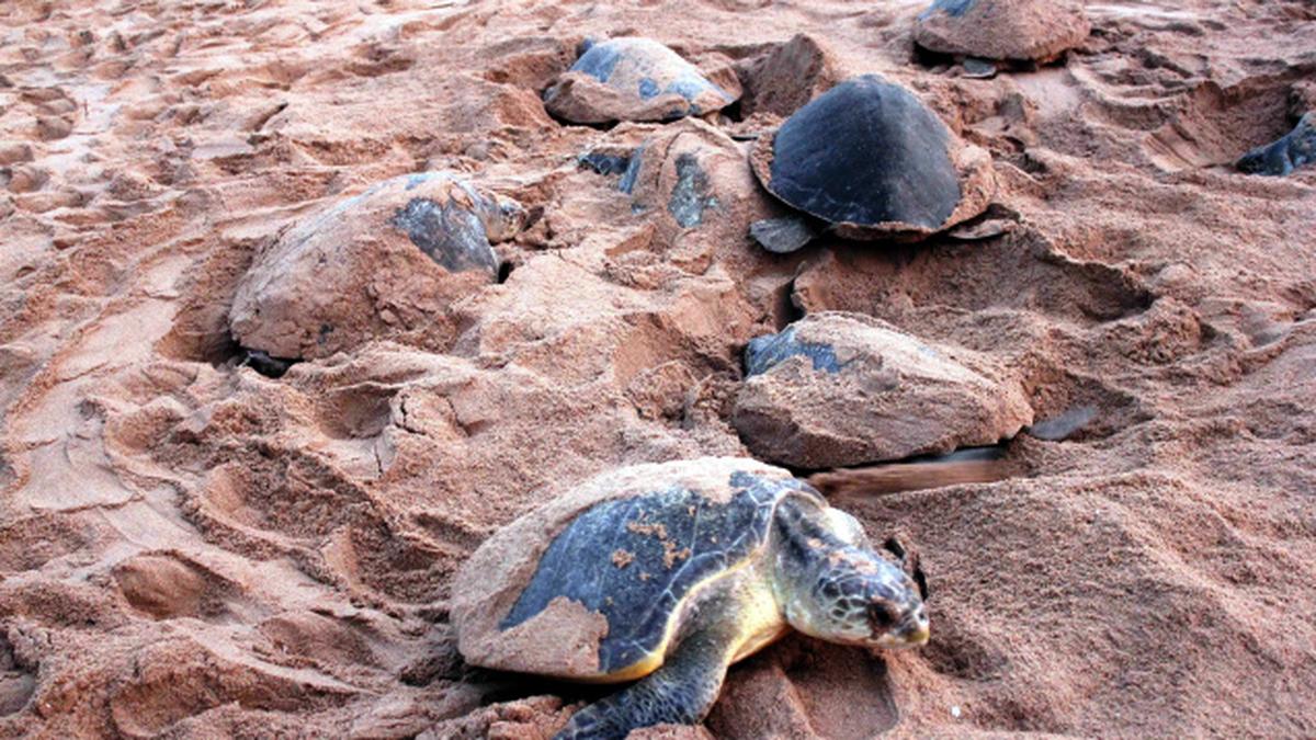 Olive Ridley turtles begin mass nesting - The Hindu