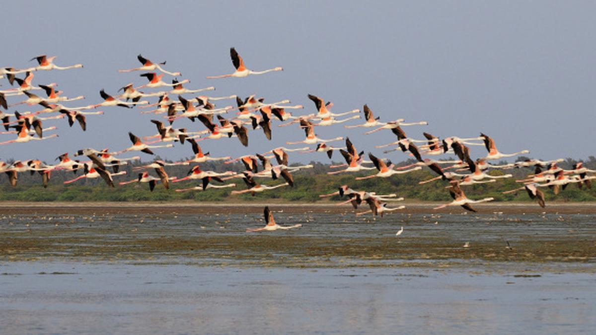 More birds visit Pulicat lake this season - The Hindu