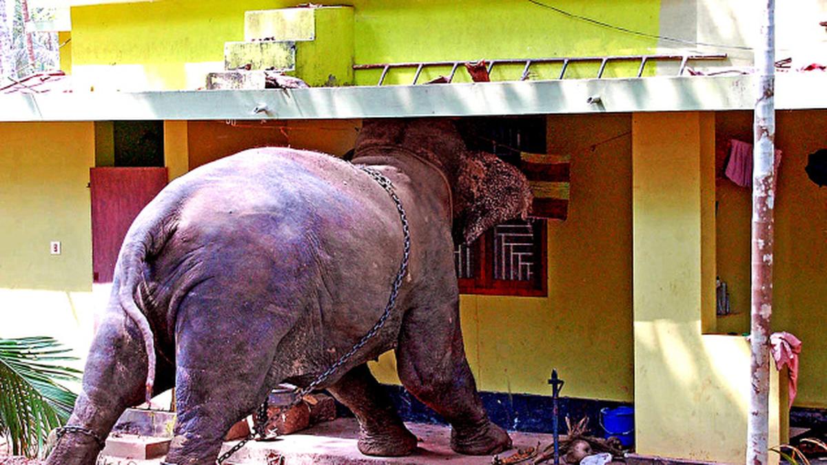 Elephant runs amok, injures two - The Hindu