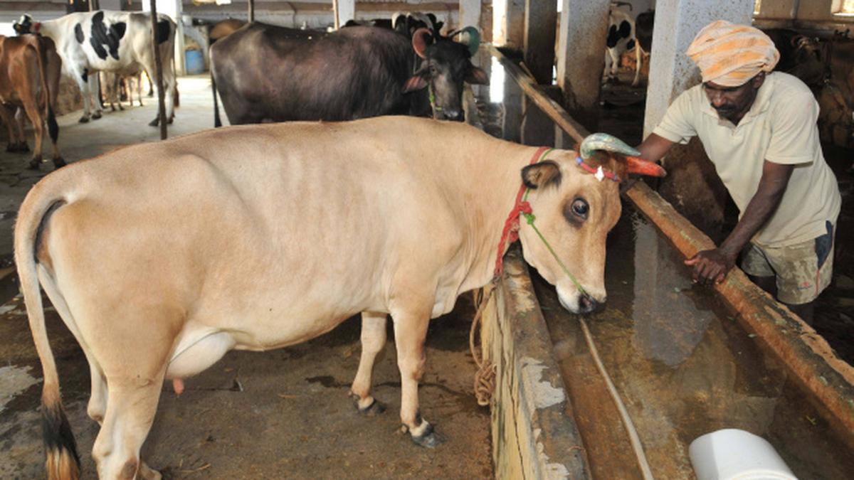 Dedicated to cow care - The Hindu