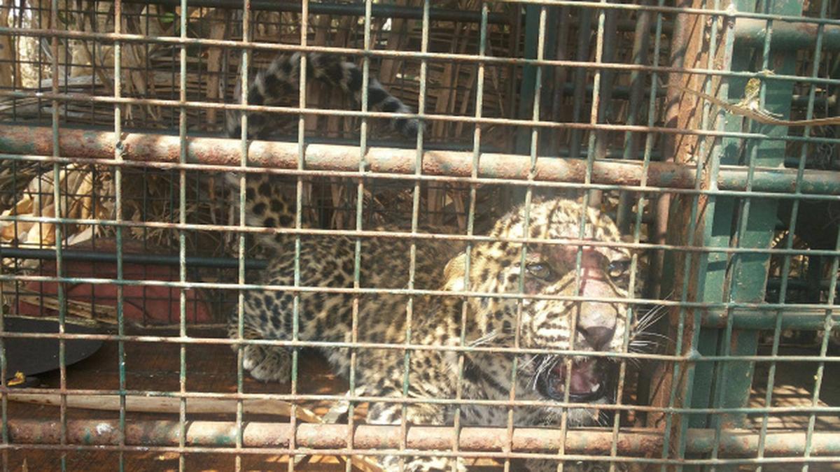 Officials lay trap for leopard in Hassan - The Hindu
