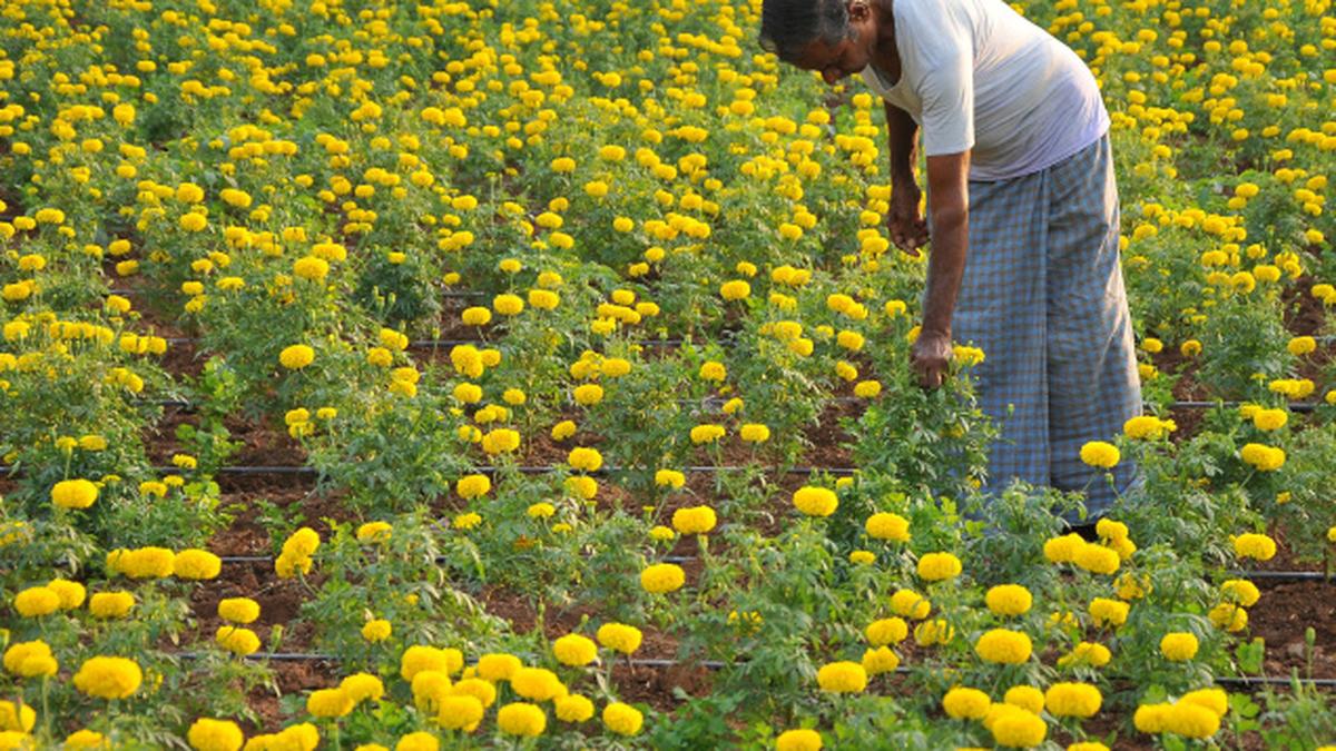 Horticulture taken up to tackle drought in Madurai district - The Hindu