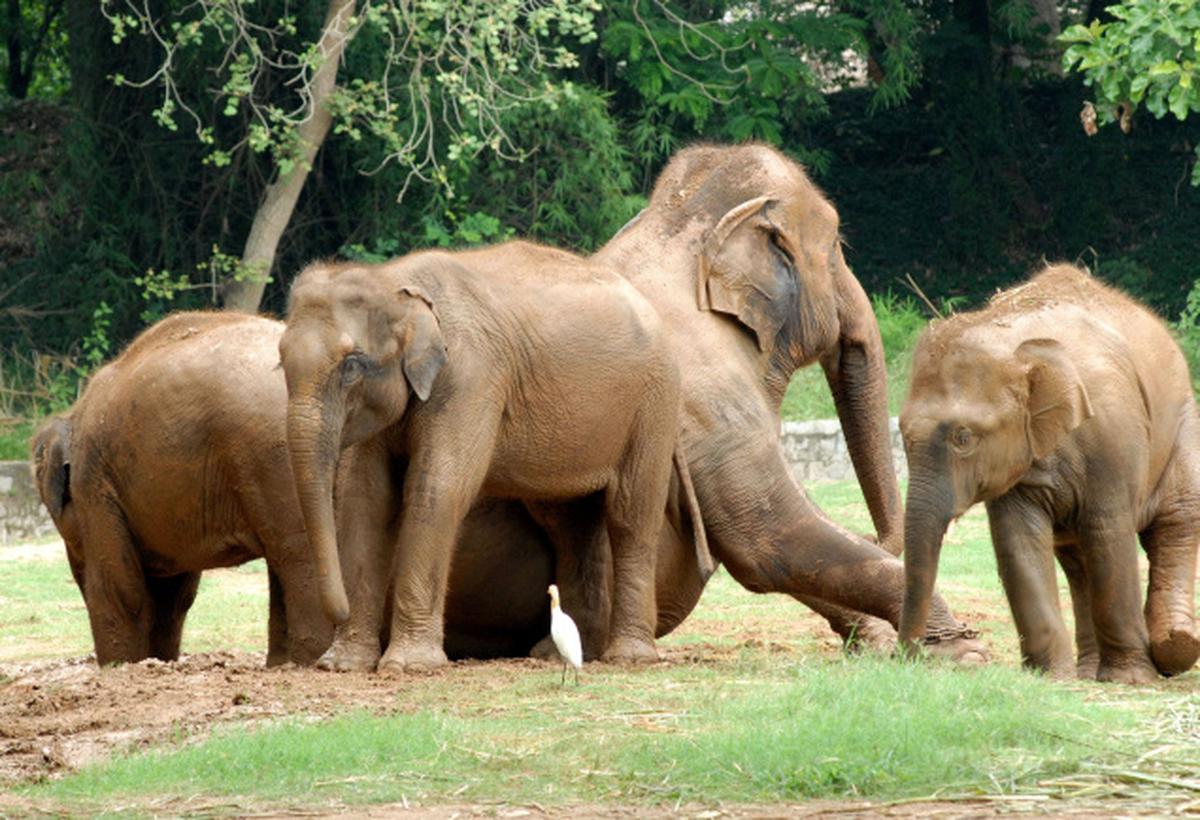 Elephant care centre to open in Koorgalli soon - The Hindu