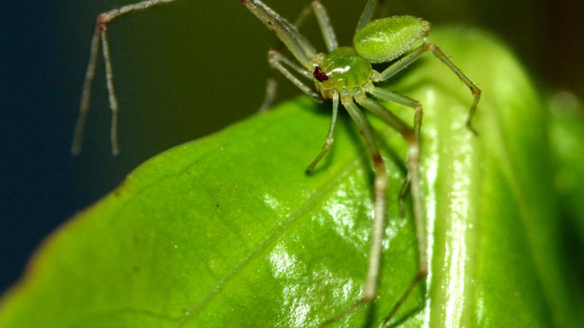 New spider species at Aranmula - The Hindu