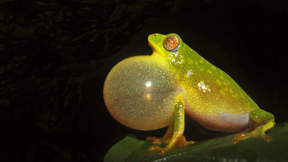 Forest trump - The Hindu