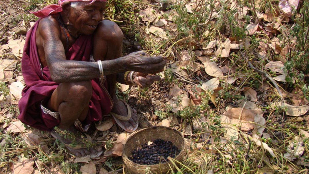 Tree cover loss hits ethnic people hard - The Hindu