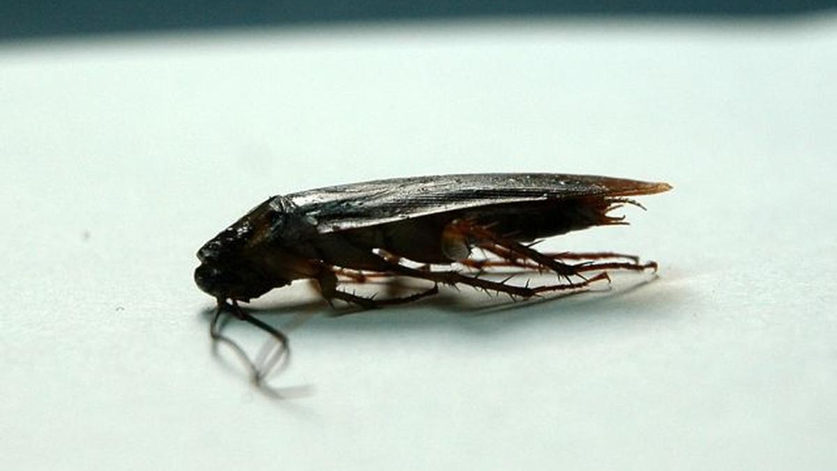39 cockroach species discovered in US, Mexico - The Hindu