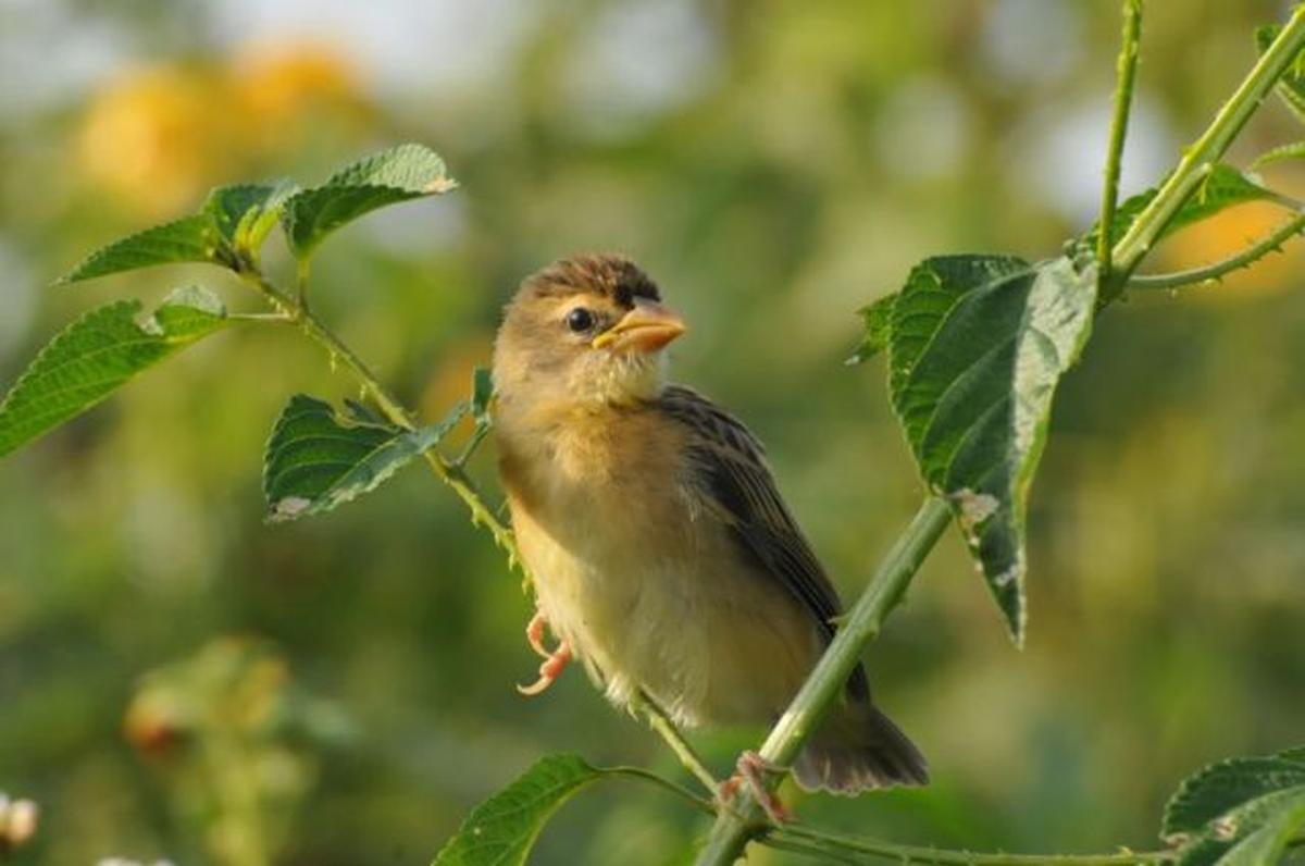 Day in pictures - The Hindu
